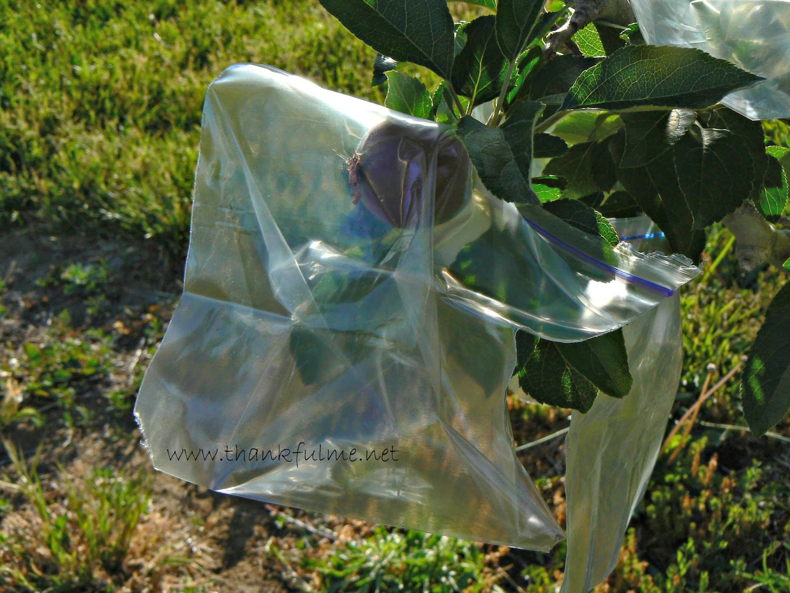 Tuesday Time to Tackle: Bagging Apples