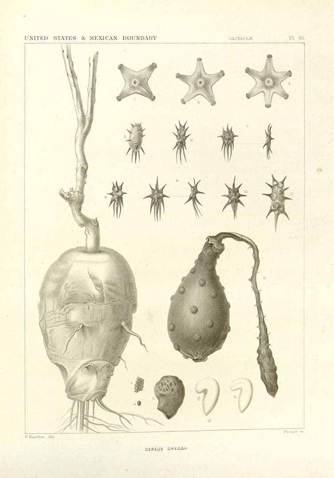 Arizona: Beetles, Bugs, Birds and more: Queen of the Night, Peniocereus ...