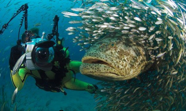 IKAN KERAPU ~ MERAHMATA FISHING