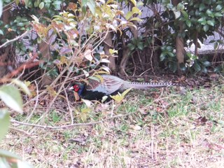 KIJI, the national bird of Japan Hostel/Guesthouse Blog in Japan