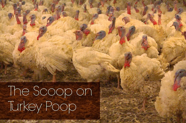 The Scoop on Turkey Poop | Katie Olthoff
