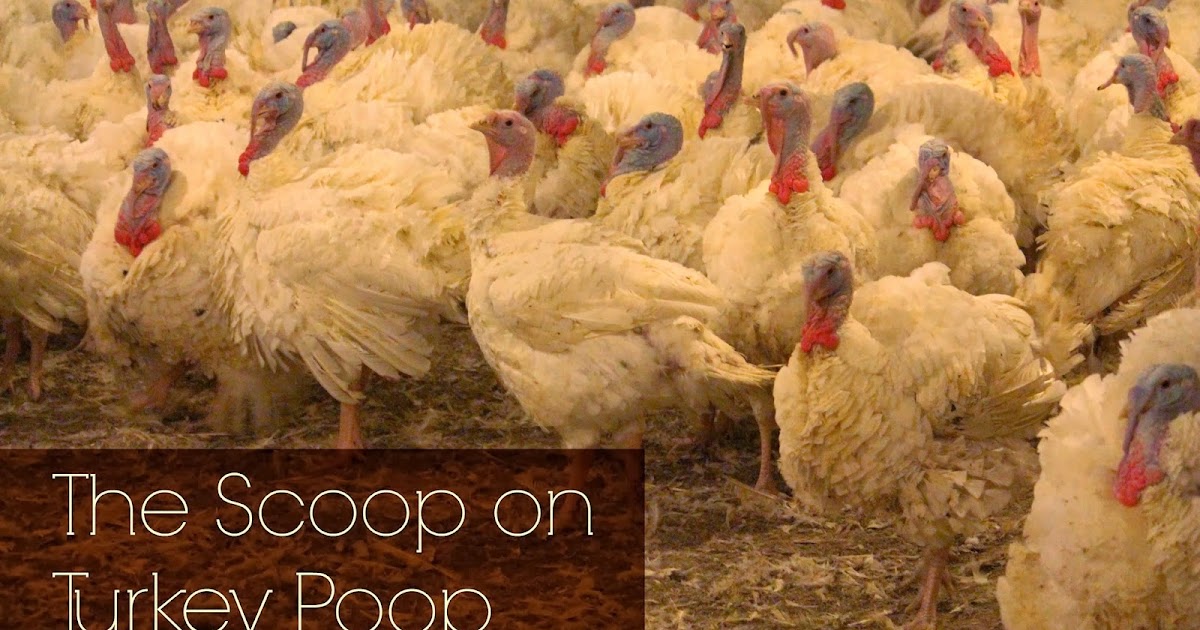 The Scoop on Turkey Poop | Katie Olthoff