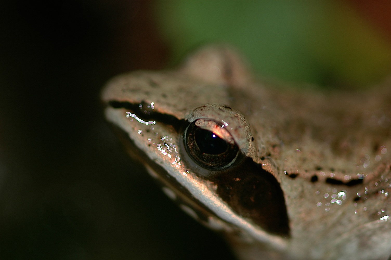Field Biology in Southeastern Ohio: Rain Rain Go Away