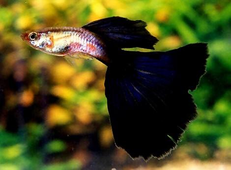 The Beauty of Underwater: Guppy (Ikan Seribu)