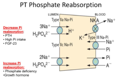 USMLE COMLEX Study Guides : First Aid Renal Physiology Part ll