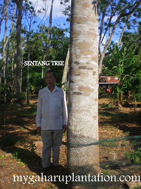 GAHARU. AGARWOOD.OUD