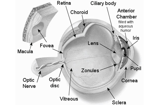 Figure 6-2. Cross-sectional view of the eye (http://www.gimbeleyecentre ...