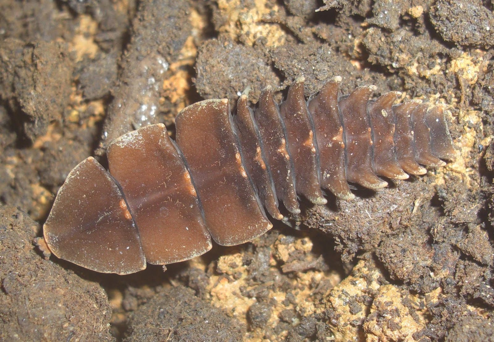Photography & Me: Trilobite Beetle vs Firefly Larva