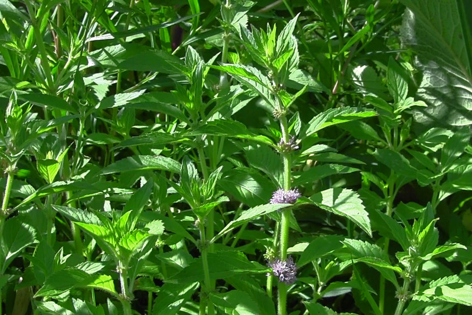 Being Herbalism: A Crazy Season in the Life of an Herbalist!