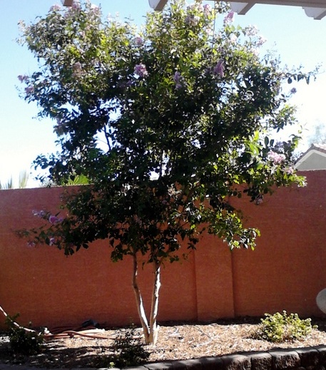 Xtremehorticulture of the Desert: Problems with Crepe Myrtle in North ...