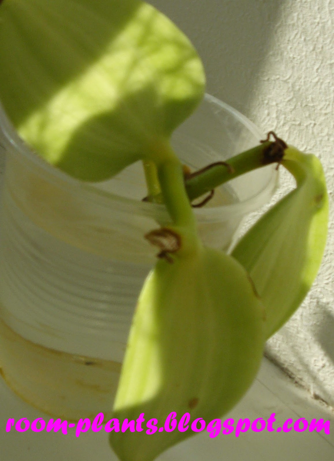 Plant's the soul of your flat: How to root a vanilla orchid: Let's grow ...