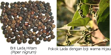 Herba & Tumbuhan: KEGUNAAN LADA HITAM (PIPER NIGRUM L.) BUKAN SAHAJA DI ...