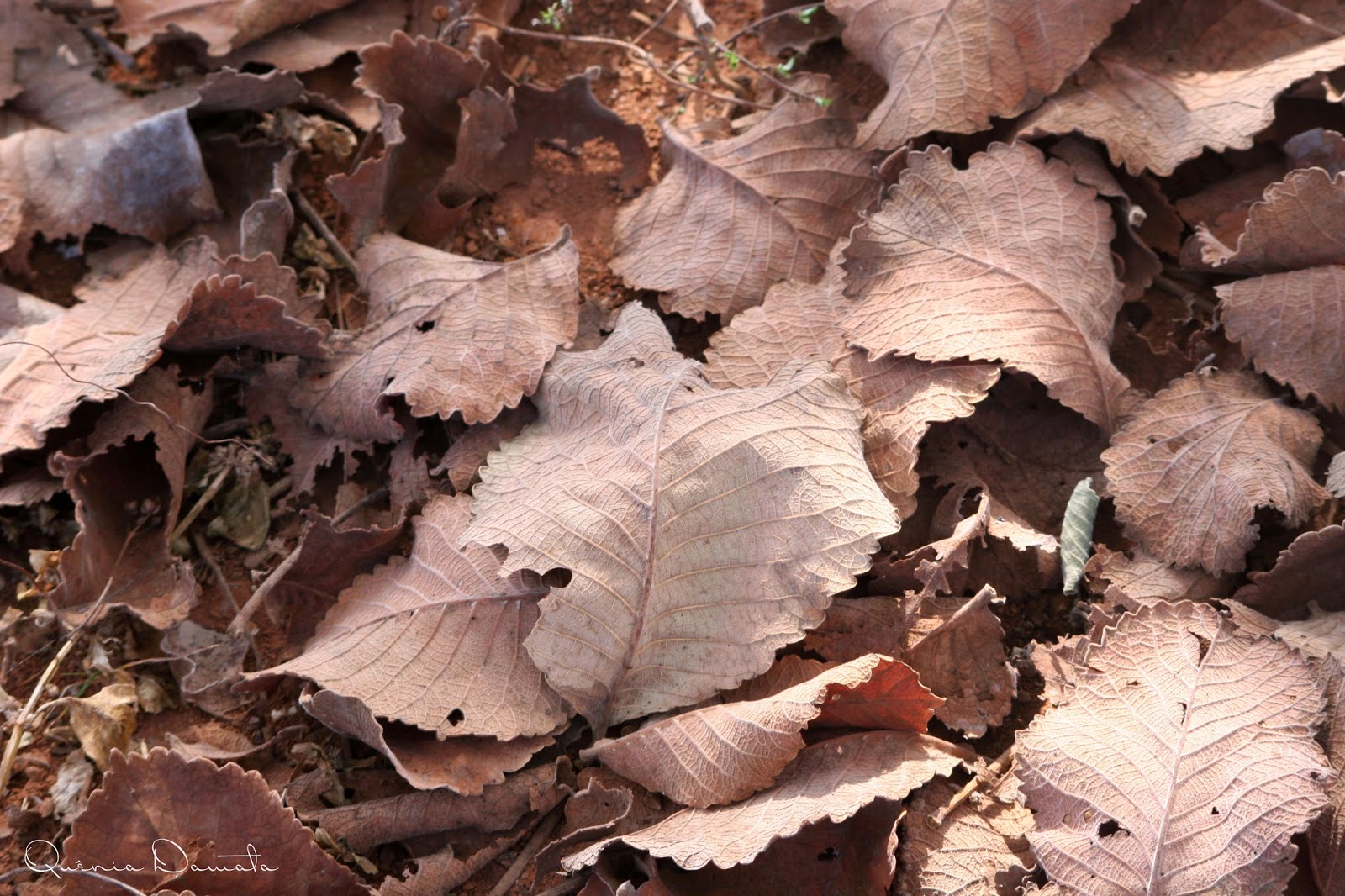 Folhas secas | Fotos do Cerrado...