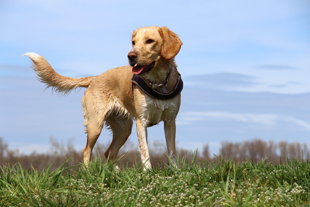 Spanador, Cockerdor, Mini Labi oder einfach Emma