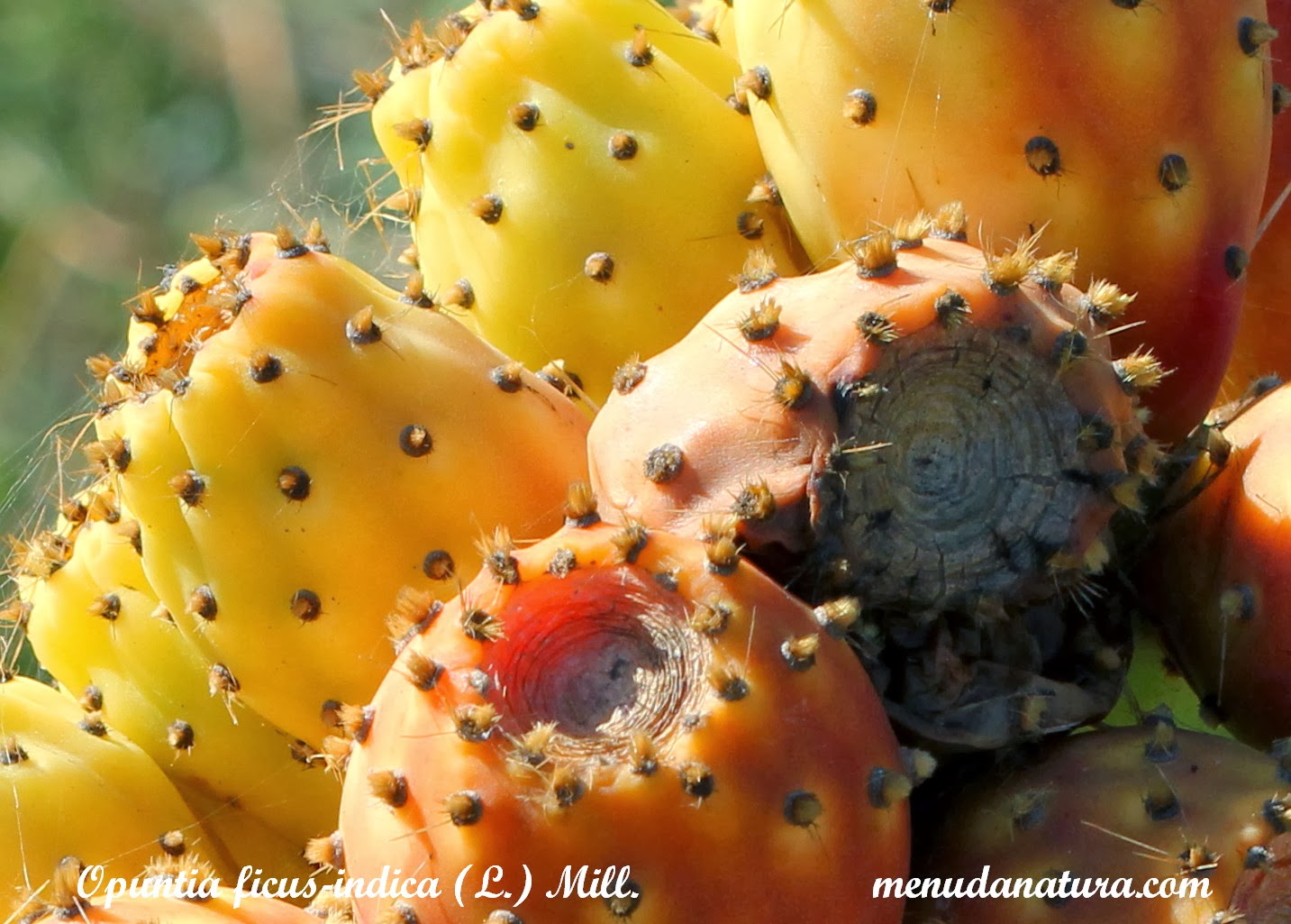 Menuda Natura: Opuntia ficus-indica (L.) Mill.