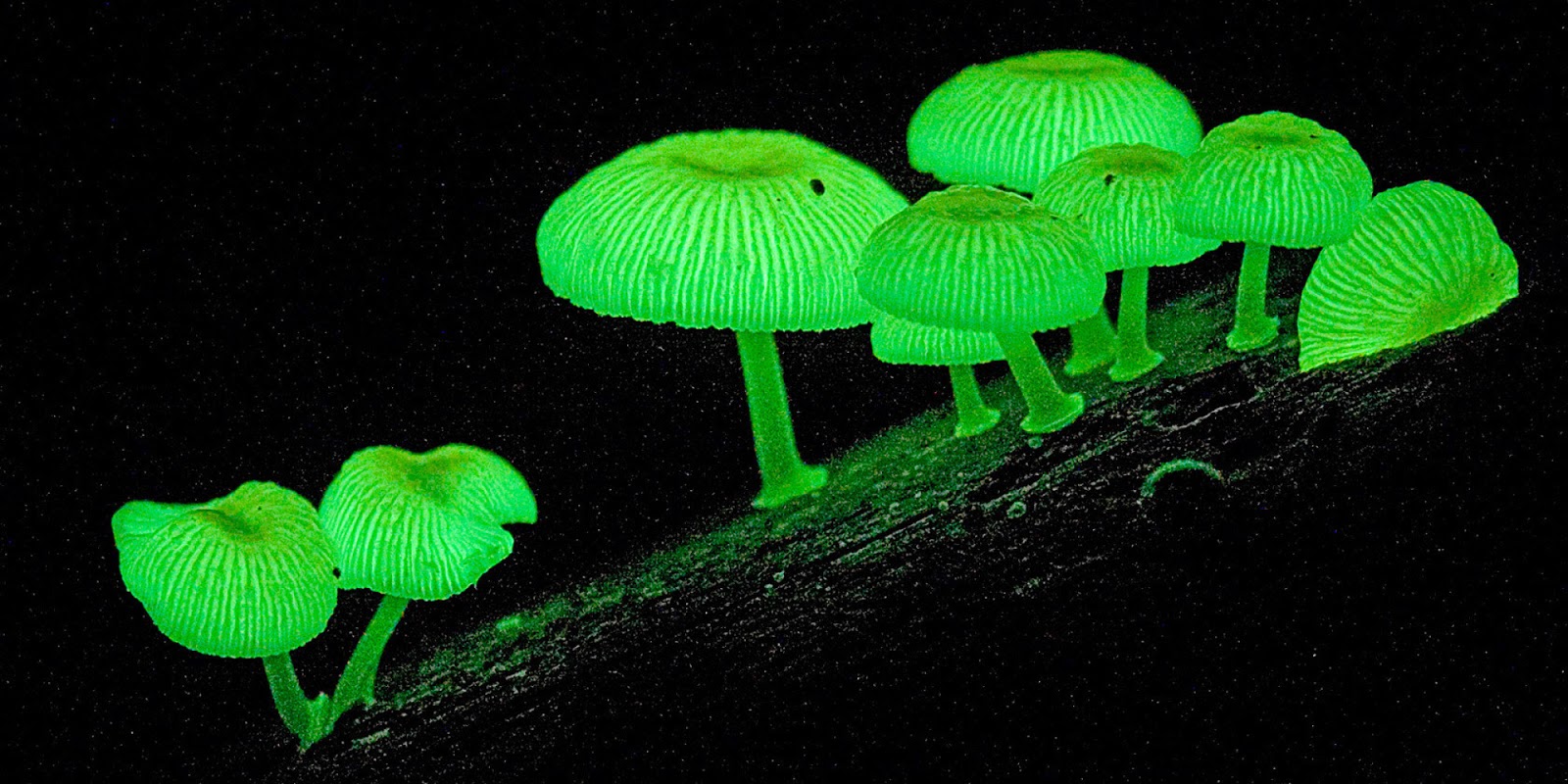 Незвичайні гриби : казкове видовище: Mycena chlorophos та chorioactis ...