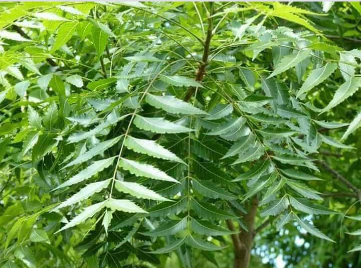 The Health Benefits Of Dogonyaro Leaf the-health-benefits-of-dogonyaro-leaf
