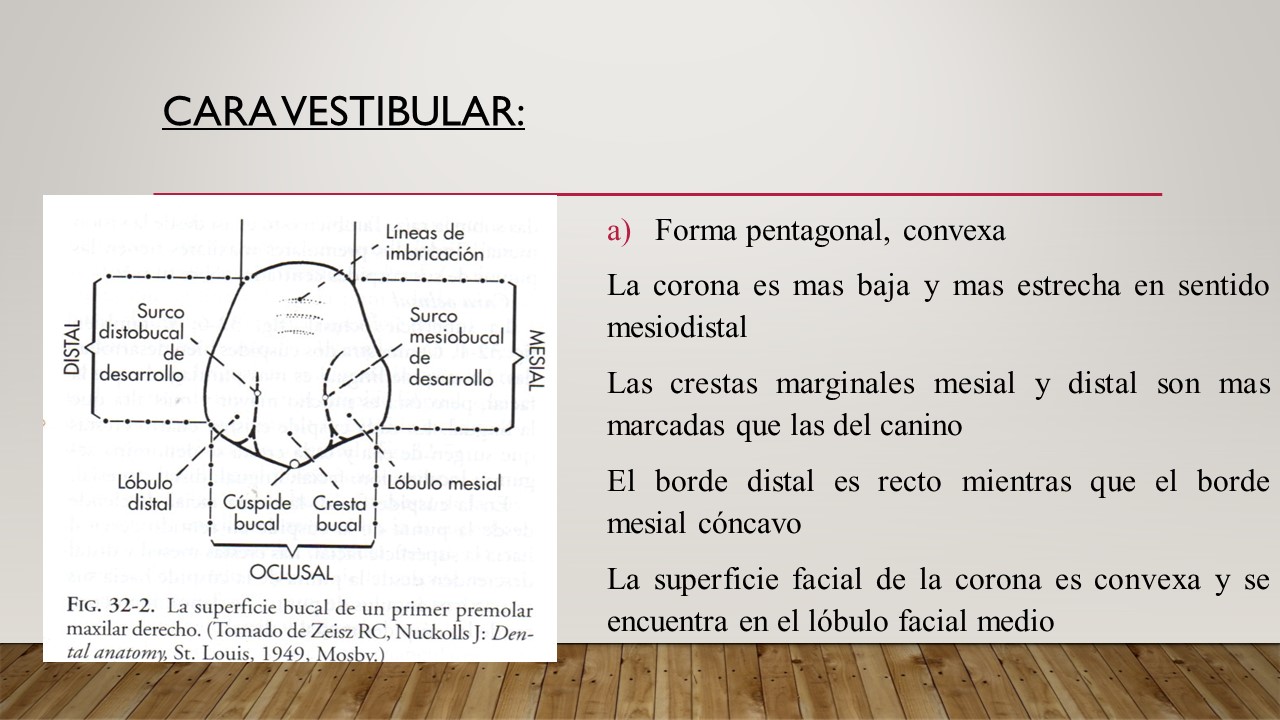 SALUD FAMILIAR GUACHITA: MORFOLOGIA BUCAL