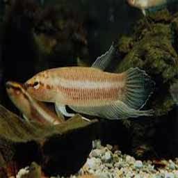 JENIS-JENIS IKAN LAGA ~ INFORMASI IKAN LAGA