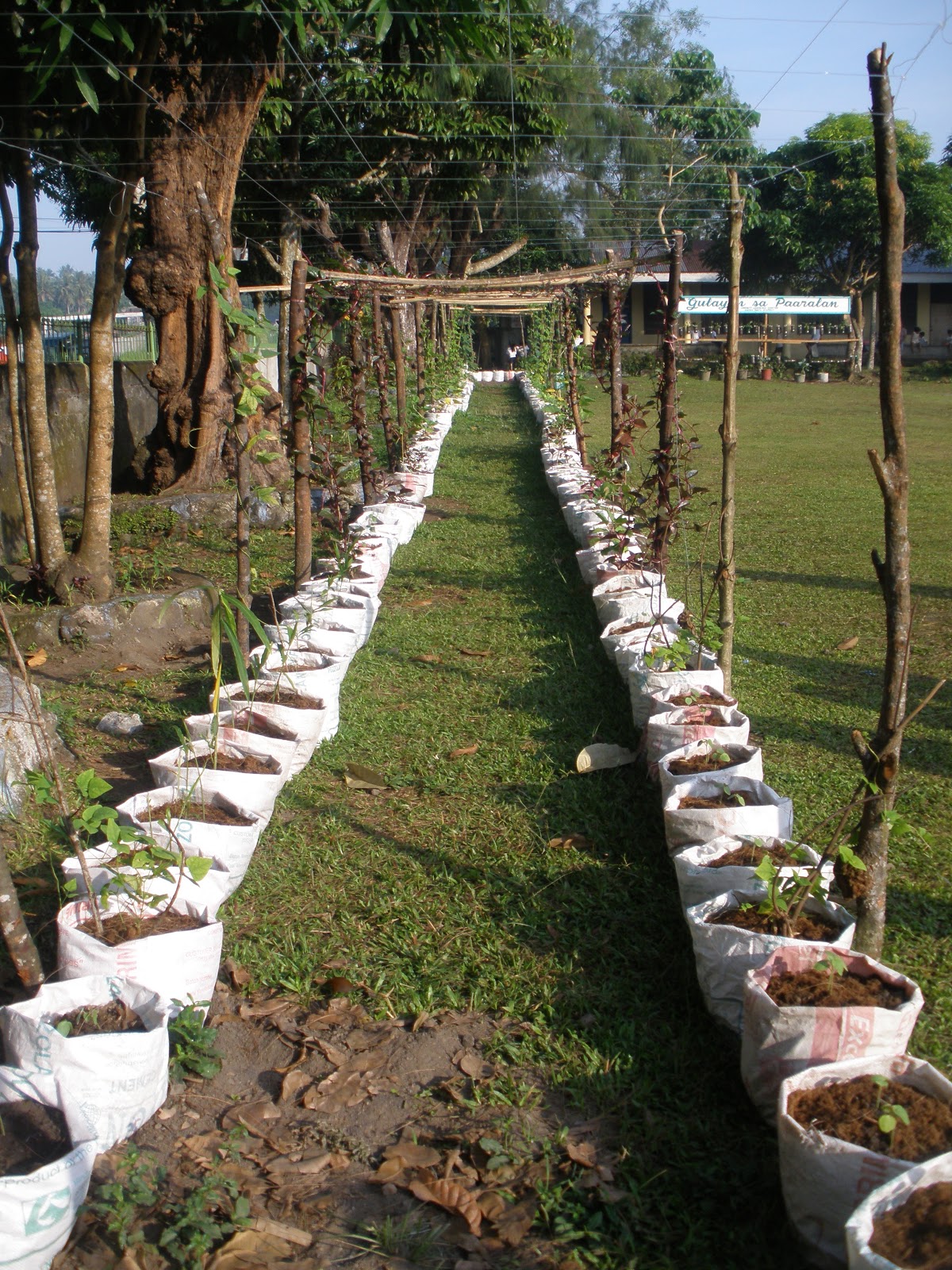 kathryn's blog: Gulayan Sa Paaralan @ Impact Learning Center