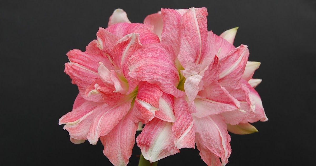 Clivia Breeding: AMARYLLIS Double Rozetta