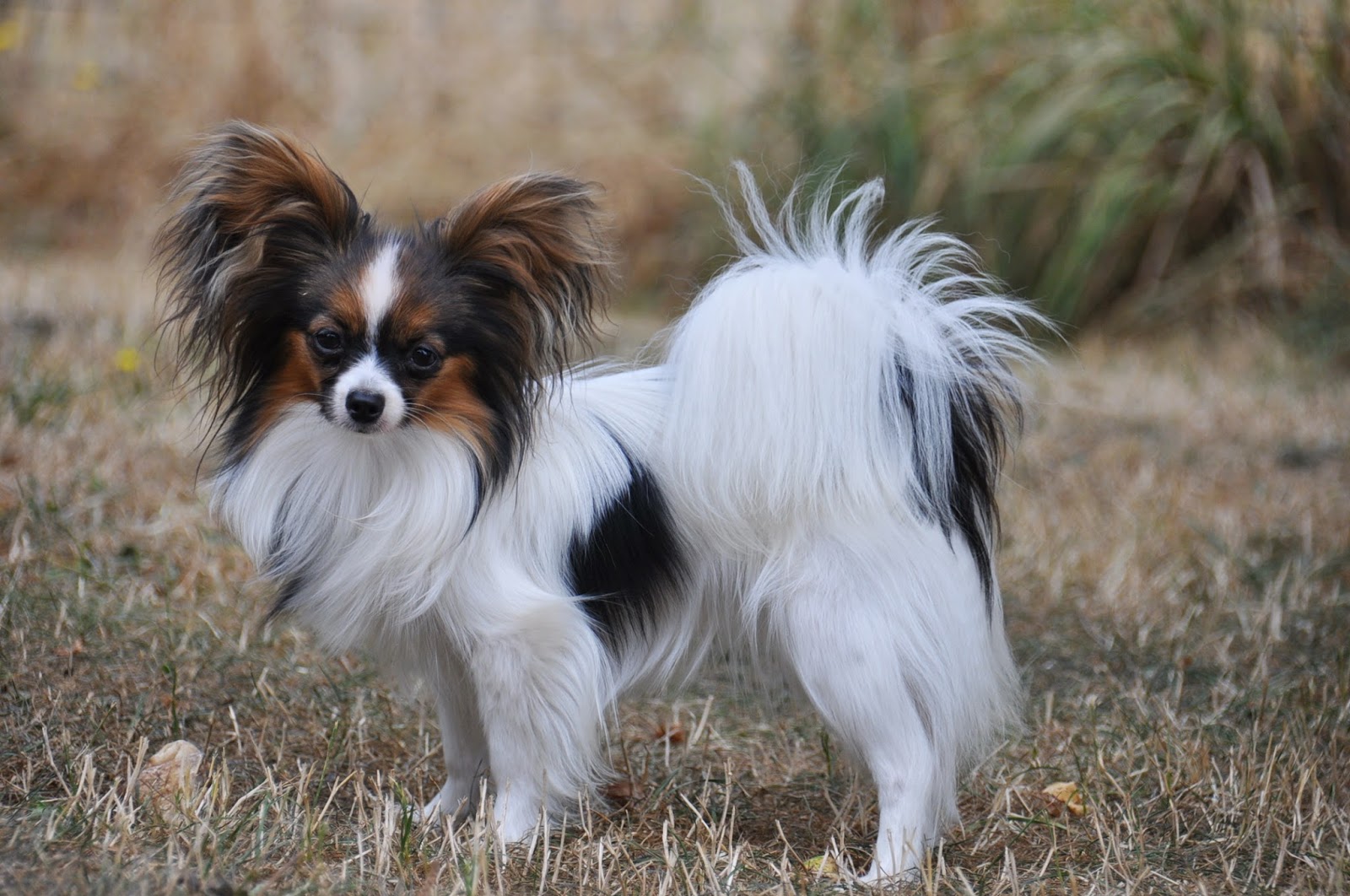 Road's End Papillons : Road's End Papillon Girls