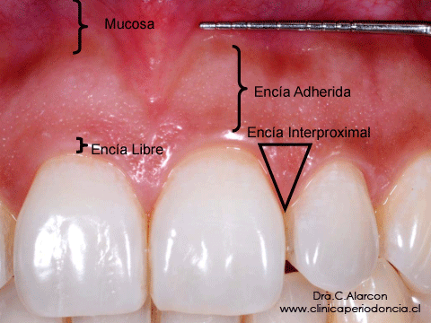 Wanda's Embriologia Buco-Dental