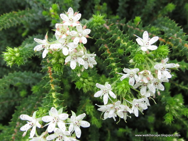 The Herb Hound: BUCHU