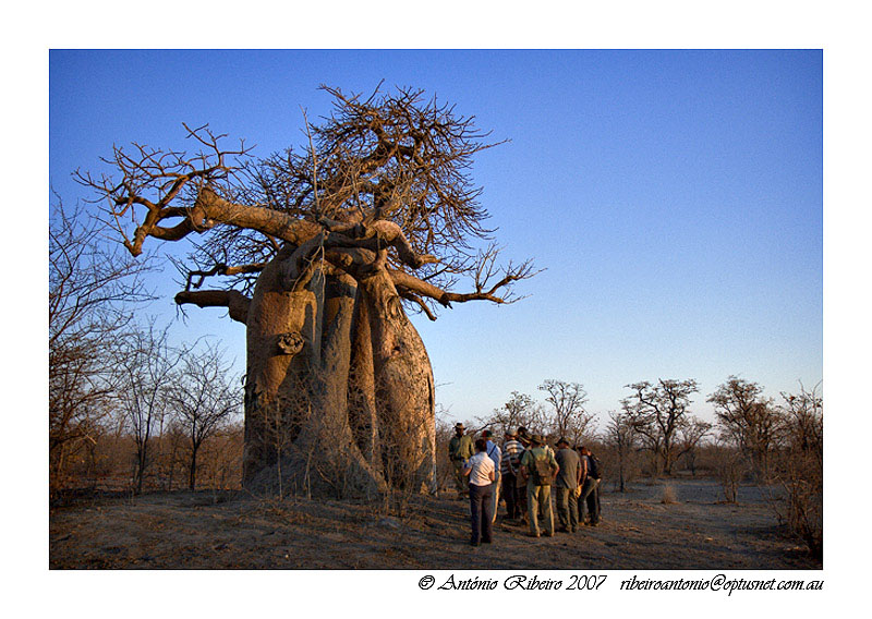 Our African Adventure: Imbondeiro(Baobab) Tree