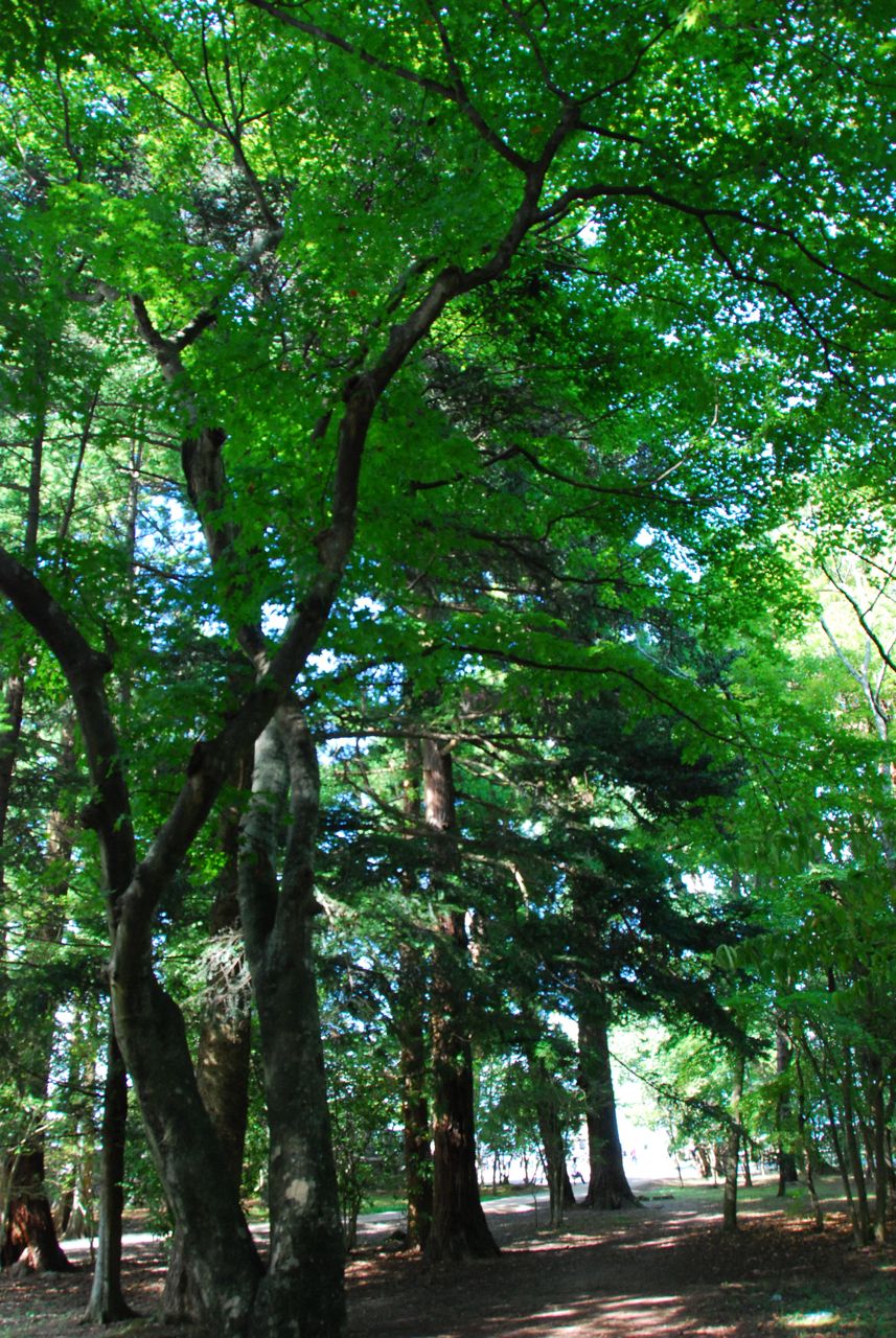 Our Beautiful World: Cedar Tree