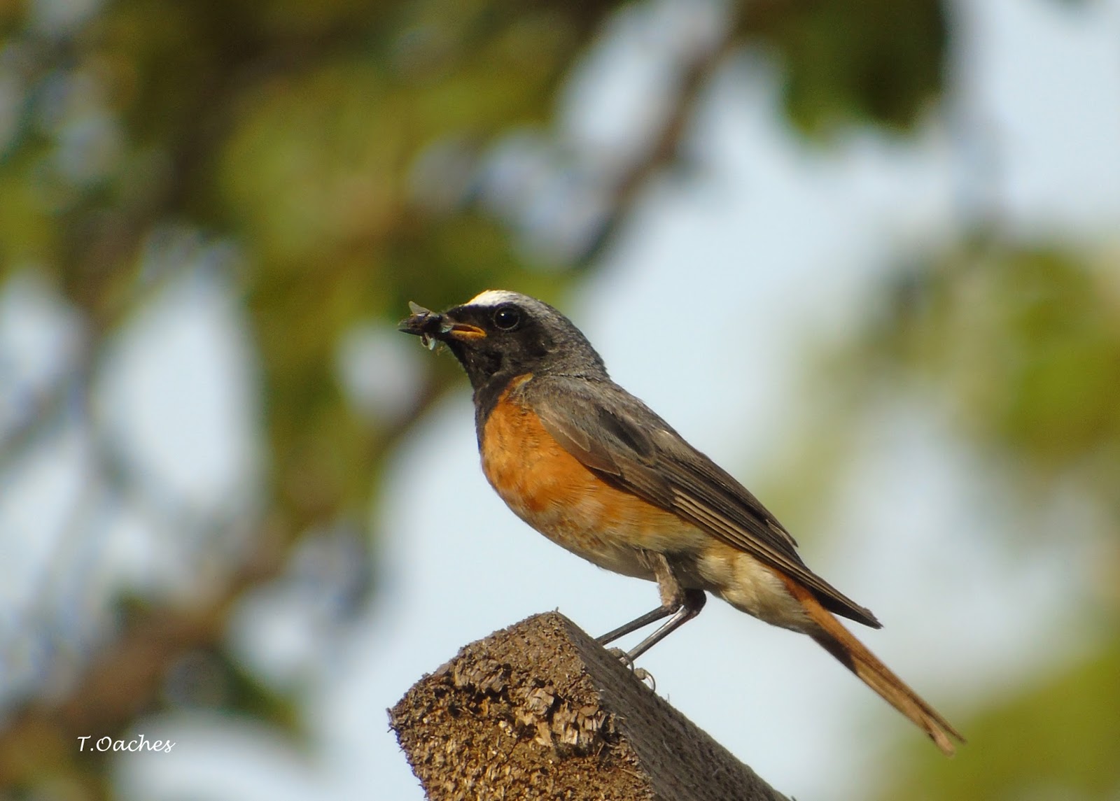 PASARI DIN ROMANIA: CODROS DE PADURE (2), Phoenicurus phoenicurus