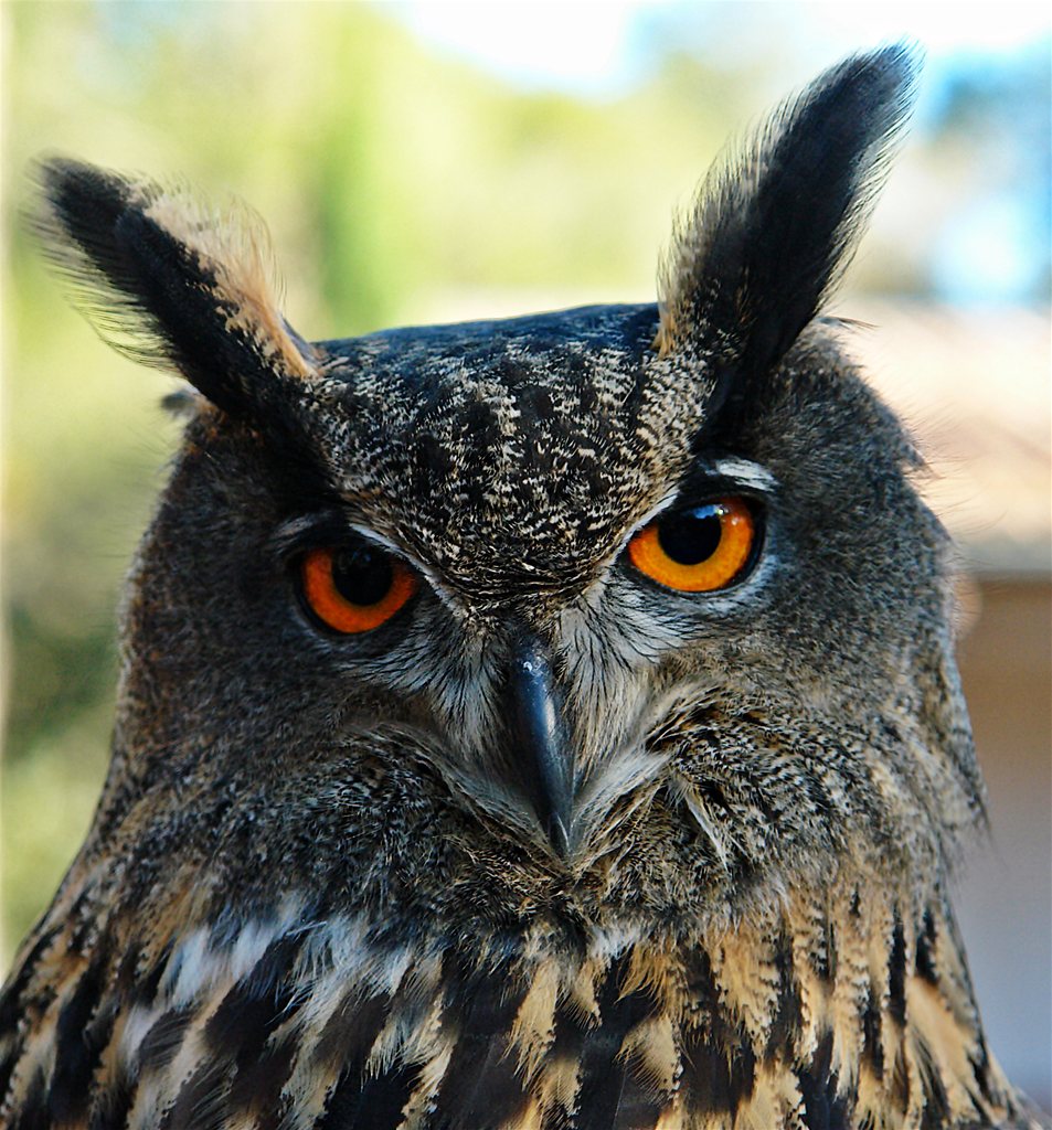 Old European culture: Owls