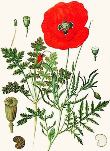 La vie simple: Le coquelicot : histoire et folklore
