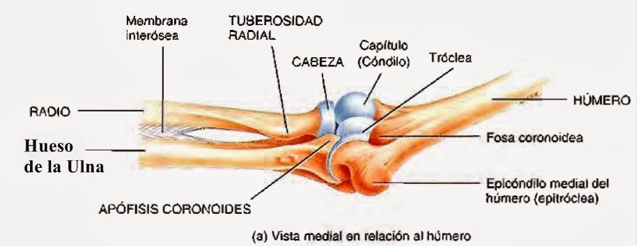 Esqueleto del miembro superior y de su cíngulo