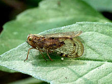 why do people hate insects?