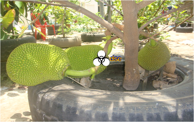 PENGEDAR BAJA ORGANIK NANOSEL TAWAN DANG (RED SUN)