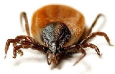 Carrapato (Boophilus microplus)