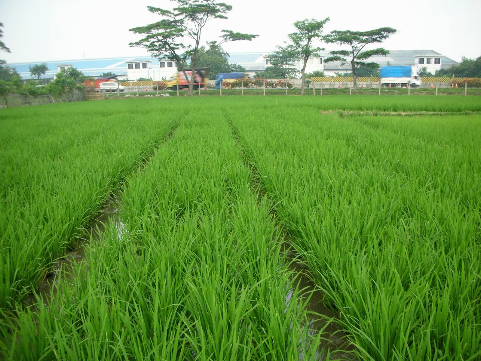 Tanaman Padi | Kumpulan Buah-Buahan Allah