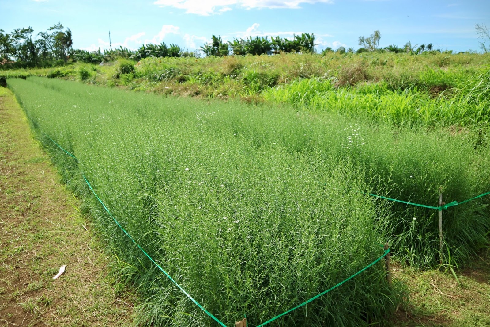 Sunflowers bloom in Naga's flower farms in Pacol ~ Naga City Deck