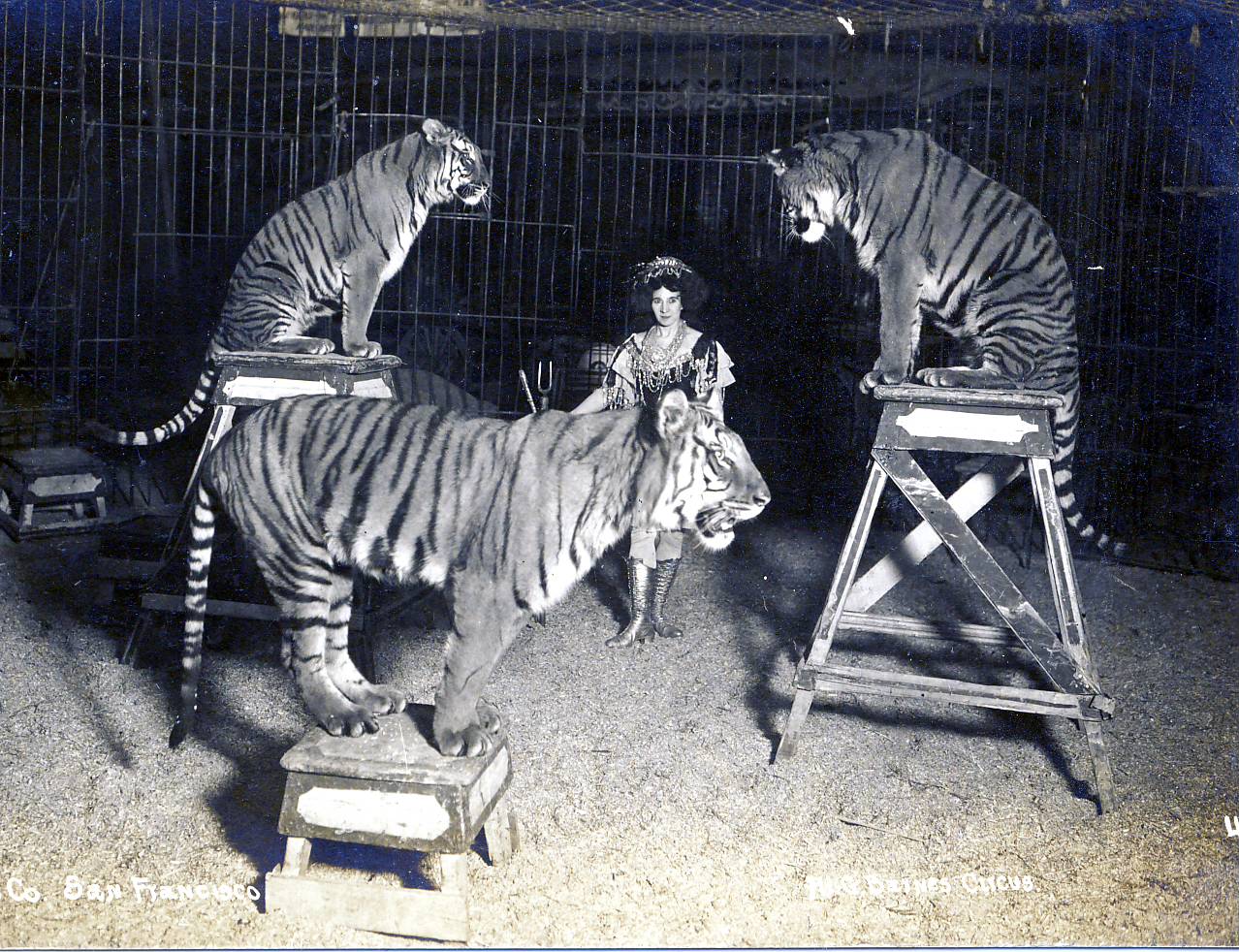 Buckles Blog: #5 Cat Acts