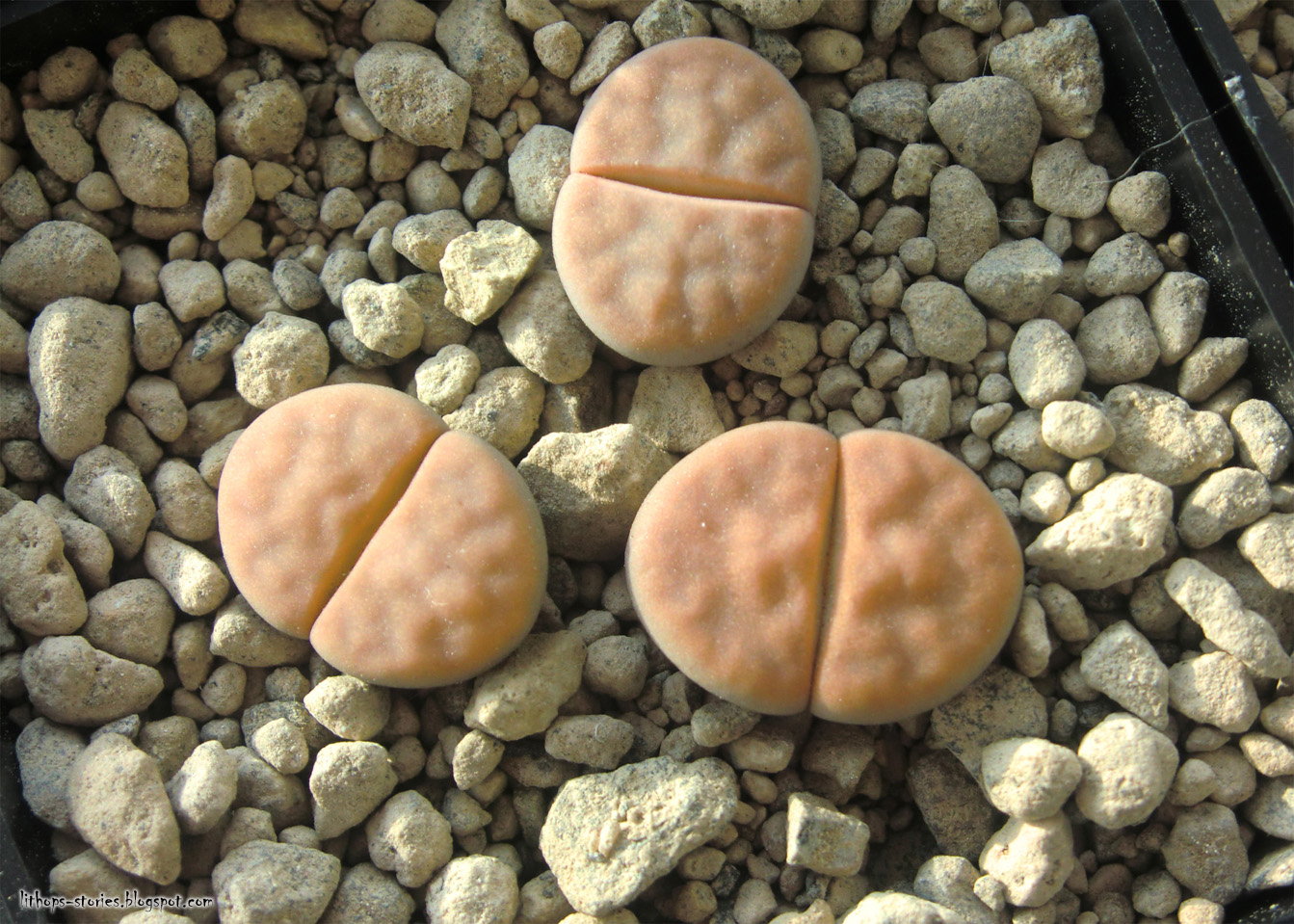 Lithops Stories: July 2017