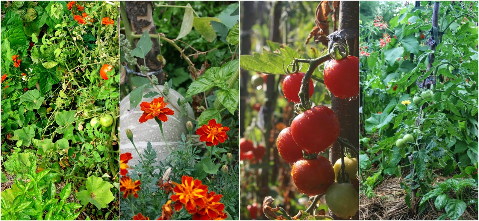 Balkan Ecology Project : The Polyculture Market Garden Study - Results ...