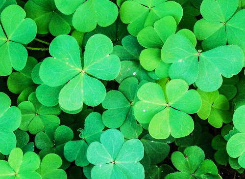 Ketika Daun Semanggi Bereaksi ~ Dunia Afrina