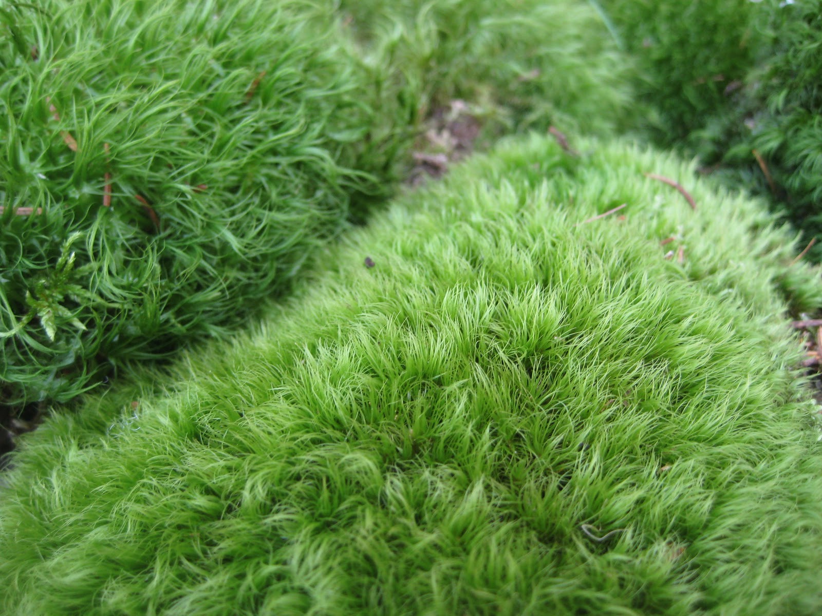 lillakattens: mossa mossa