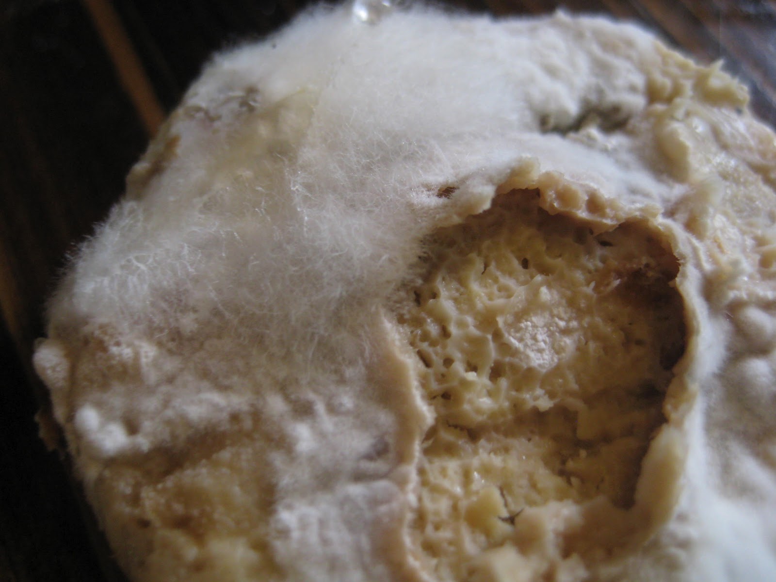 A Meditation on Mold – Hella Delicious Food