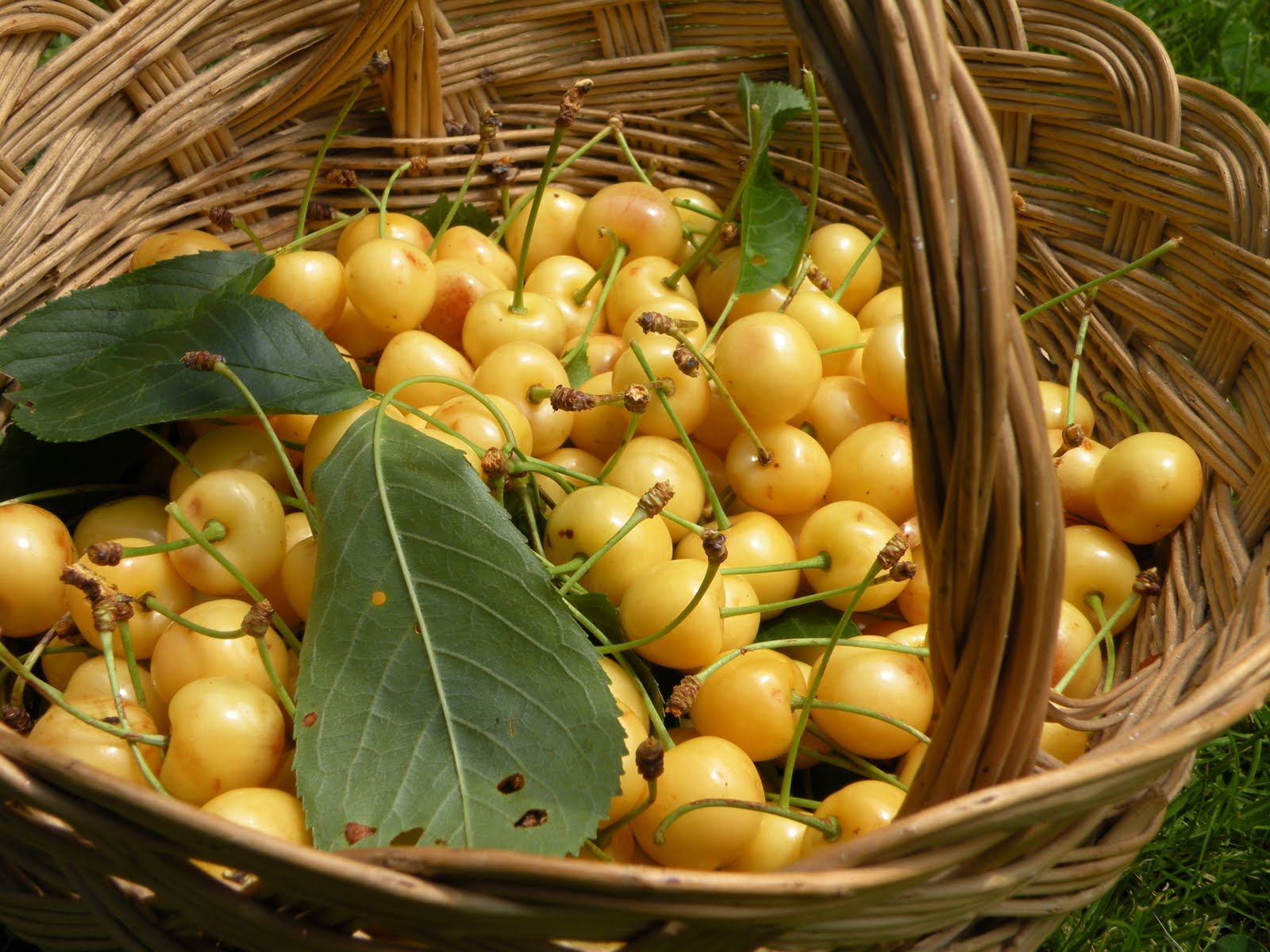 Mis pinitos de cocina: Mermelada de guindas