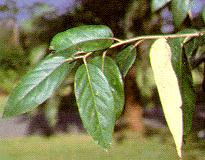 CANDEIA (Gochnatia polymorpha) - Klima Naturali™