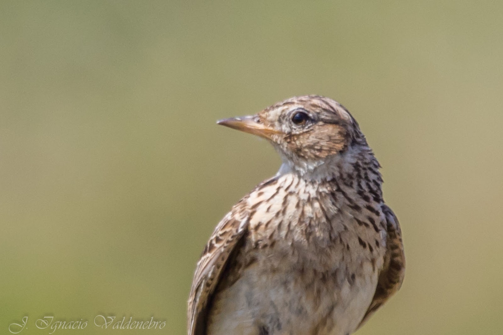 DocNatureBlog: El ave que no para de cantar en sus increíbles ascensos ...