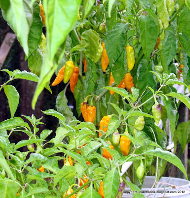 PURE FLORIDA: Fall Colors In The Datil Pepper Patch