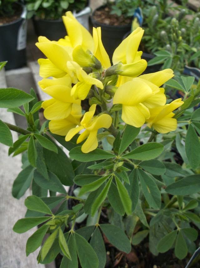 Future Plants by Randy Stewart: Thermopsis - Carolina Lupine